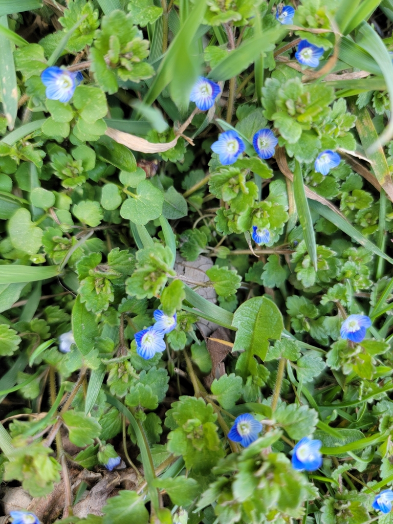 Grey Field-speedwell from Milford Township, OH, USA on March 12, 2024 ...