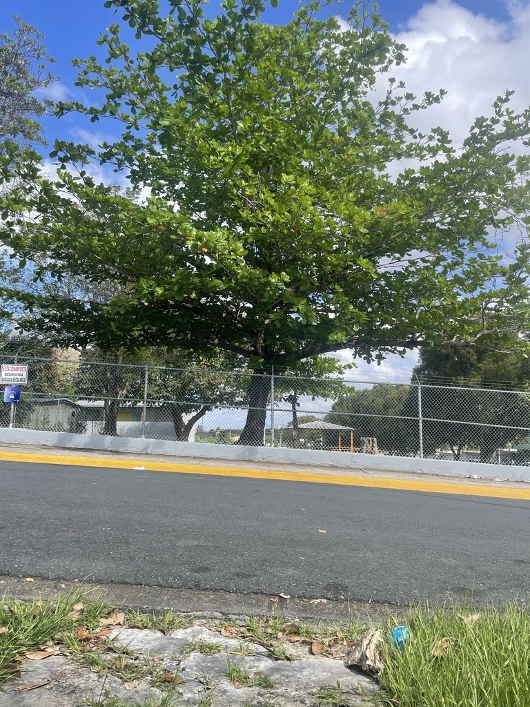 Sea Almond from Puerto Rico, Bayamón, Puerto Rico, US on March 12, 2024 ...