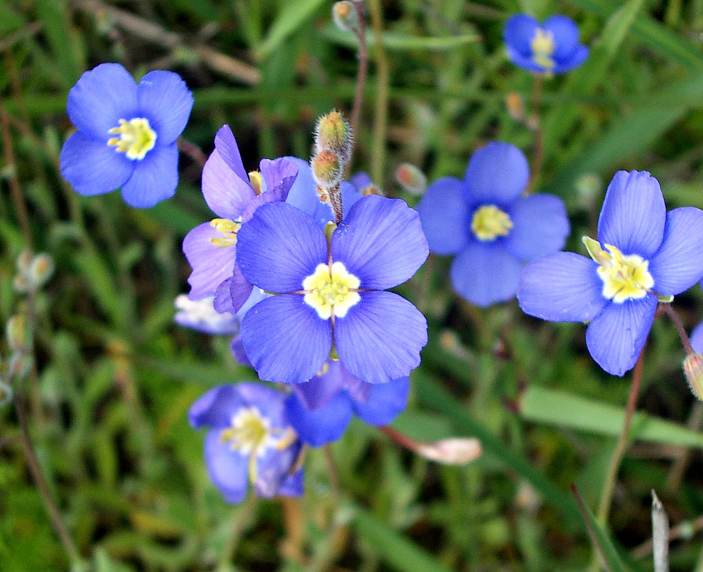 African Sunspurge from Darling to Langebaan on August 20, 2004 at 11:00 ...