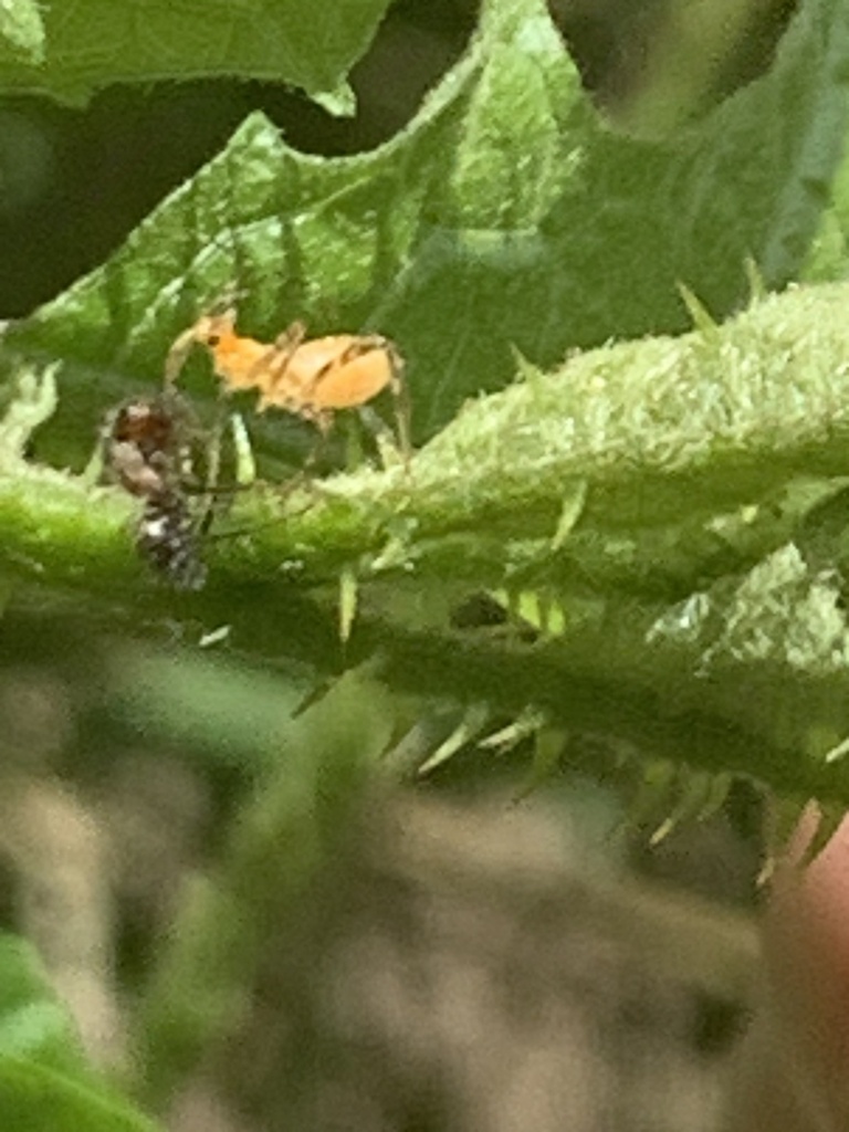 Assassin Bugs from Costa Rica on March 11, 2024 at 01:23 PM by LJS ...