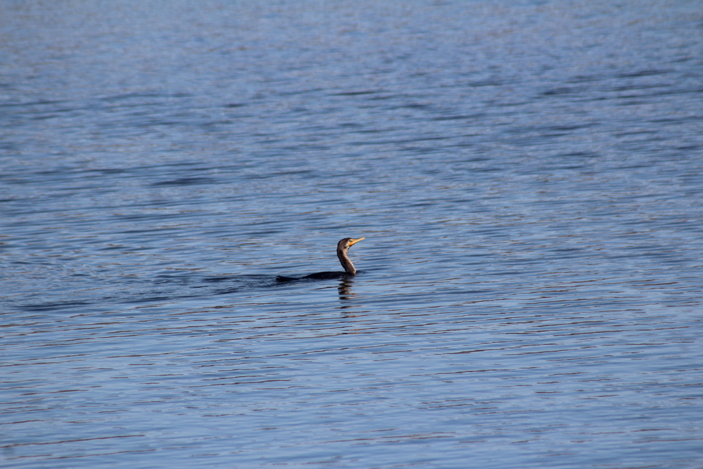 Double-crested Cormorant from Howell Township, NJ, USA on March 12 ...