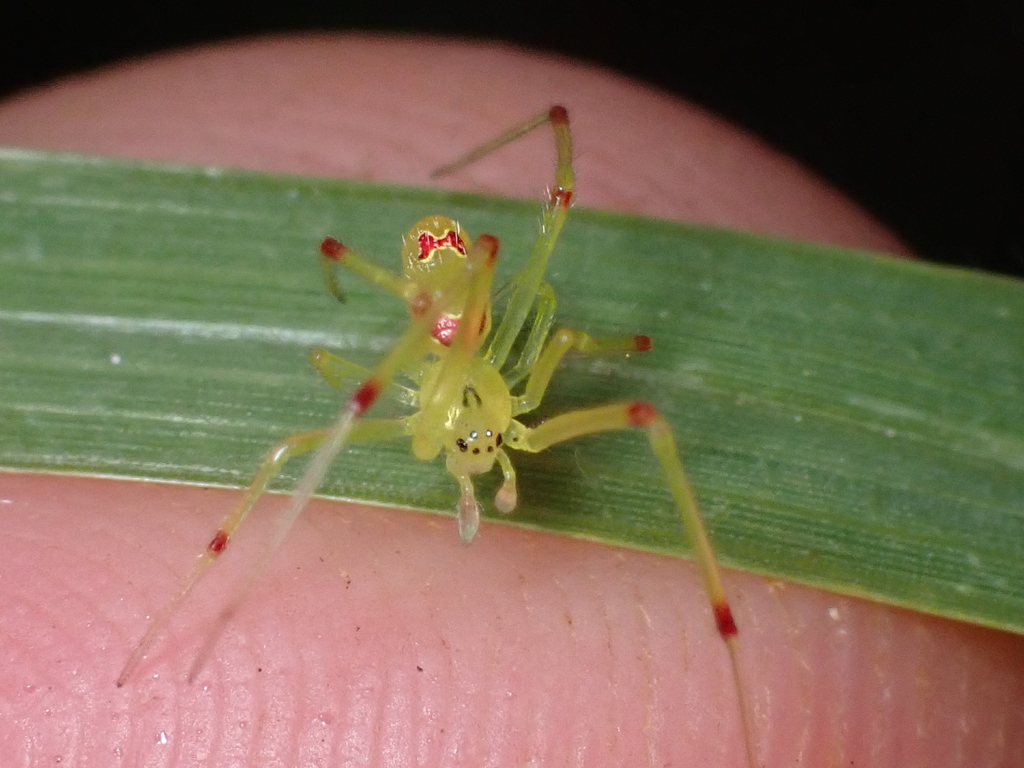 Hawaiian Happy Face Spider in March 2024 by Nathaniel Watkins · iNaturalist