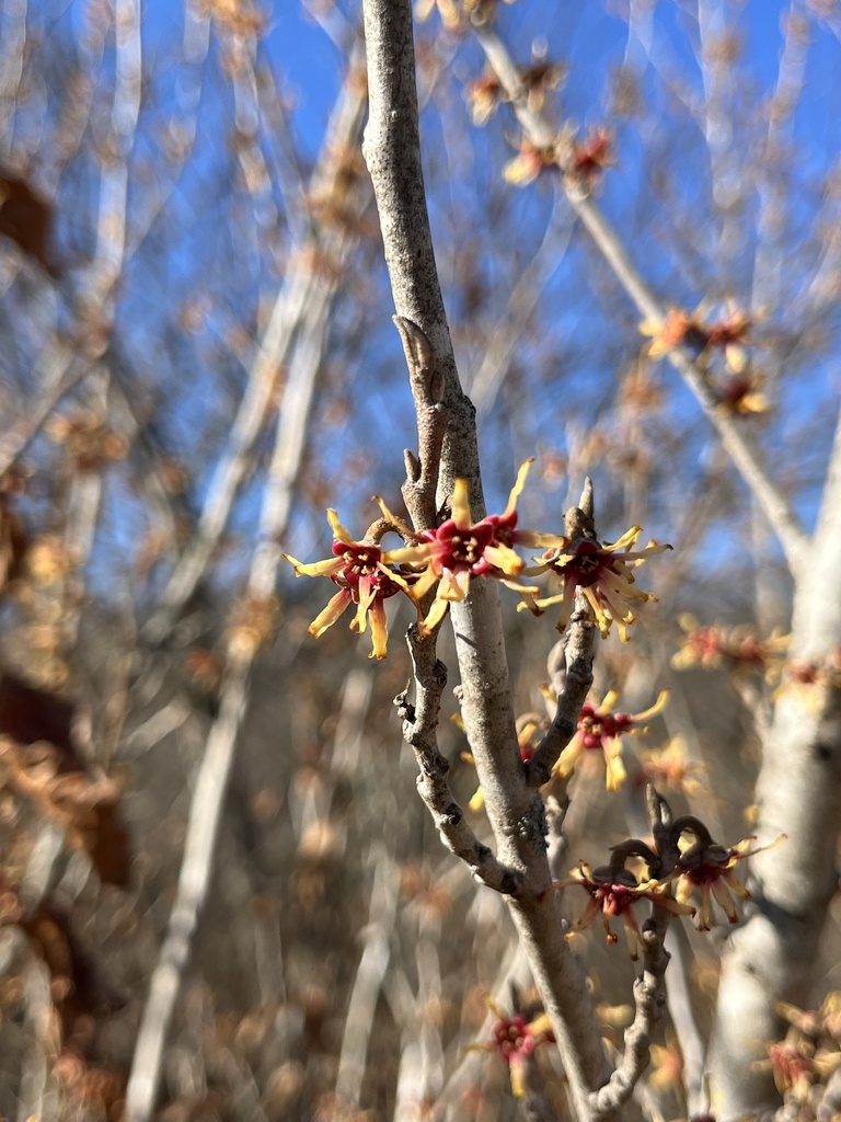 ozark witch-hazel from Wildcat Glades, Joplin, MO, US on March 2, 2024 ...