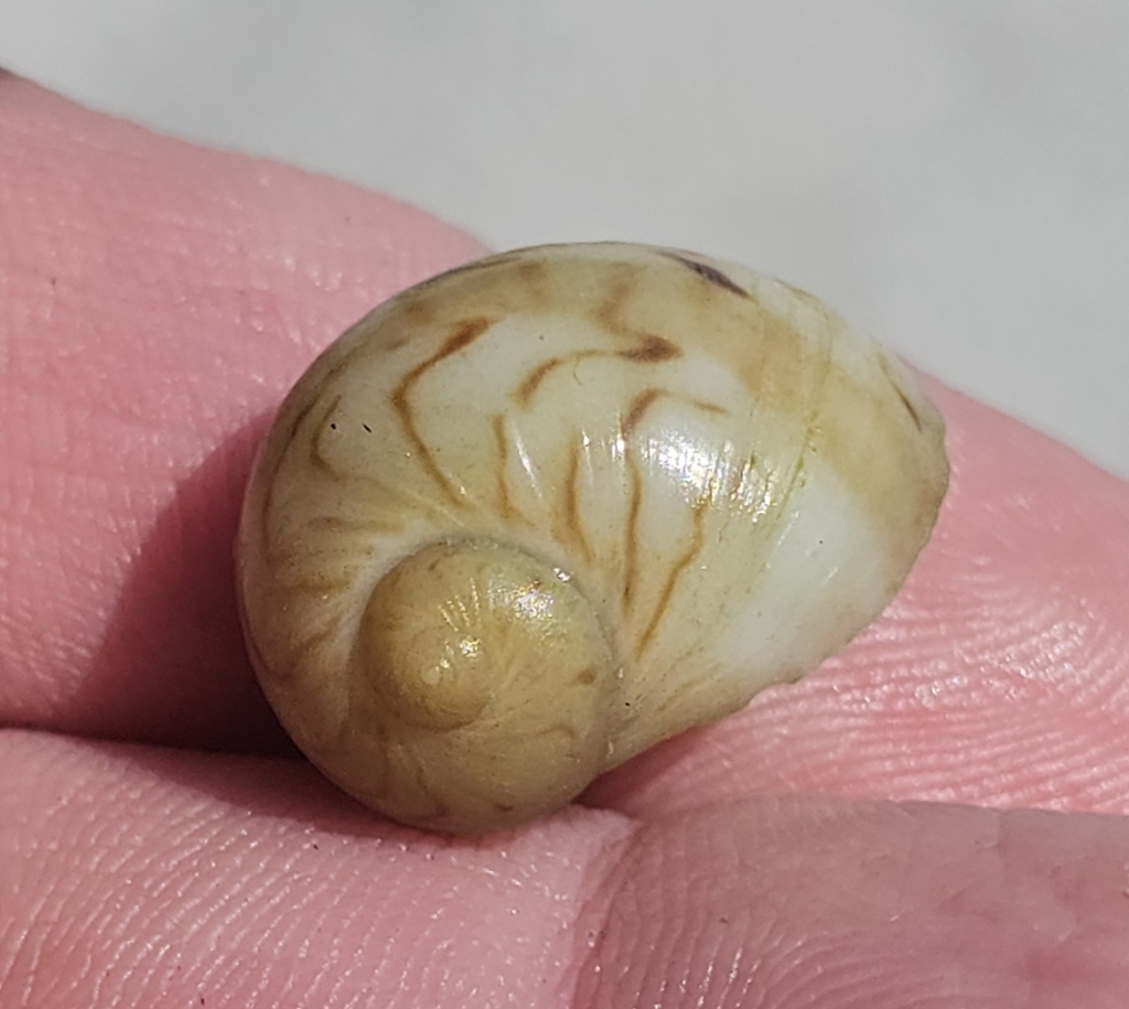 Colorful Moon Snail from SUMMRLND KEY, FL 33043, USA on March 12, 2024 ...