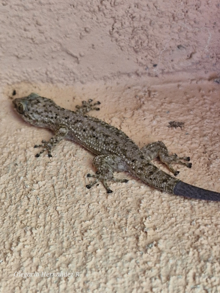 Yellowbelly Gecko from 70947 Oax., México on March 9, 2024 at 04:22 PM ...