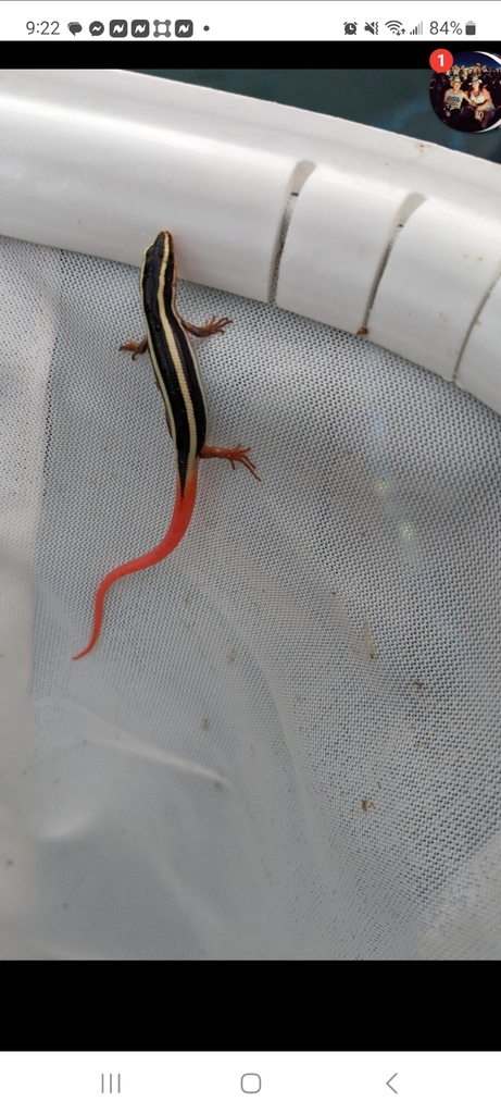 Lipinia microcerca on August 9, 2023 at 09:22 PM by Alicia · iNaturalist