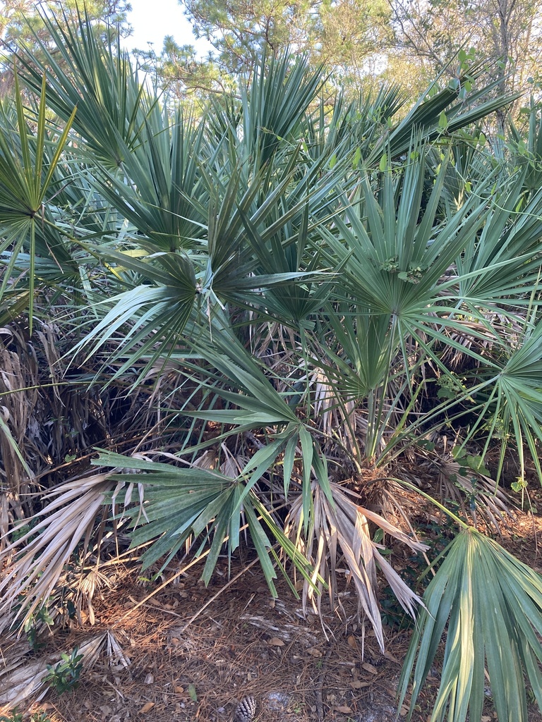 saw palmetto from Central Blvd, Palm Beach Gardens, FL, US on March 12 ...