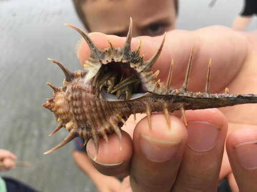 Murex tribulus · iNaturalist