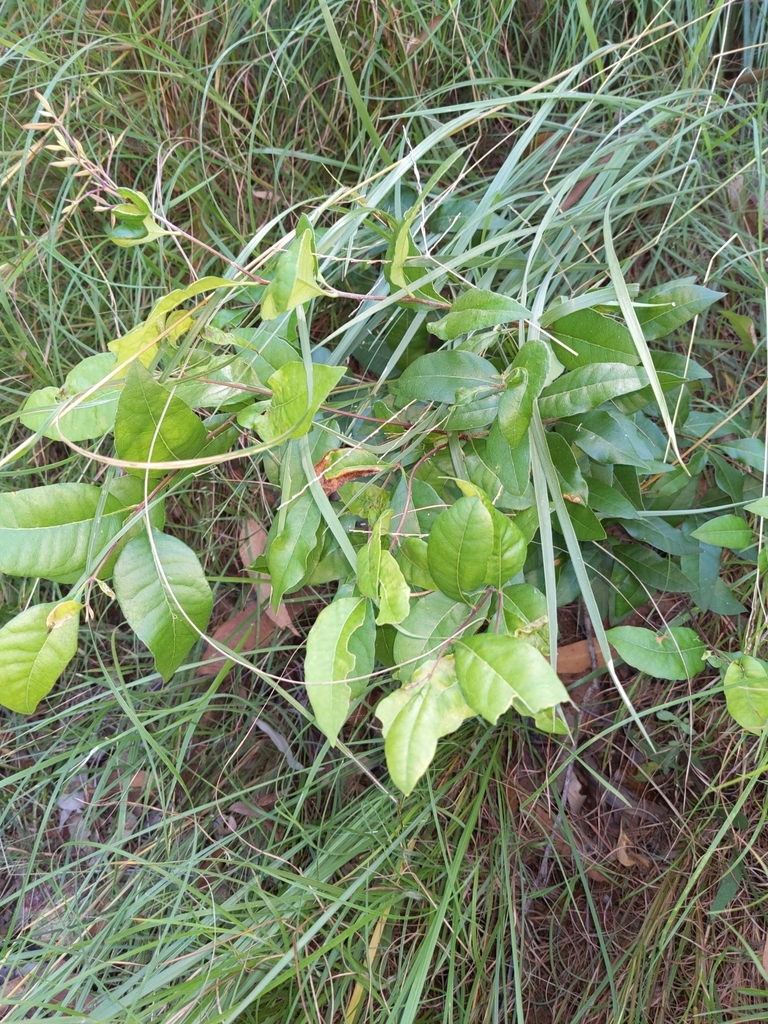 vascular plants from Greenbank QLD 4124, Australia on March 13, 2024 at ...