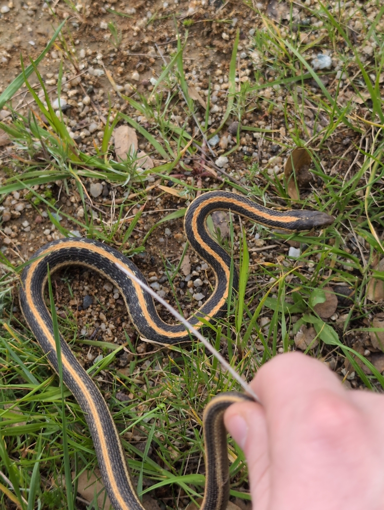 Mountain Garter Snake from Forest Hills, Redding, CA 96002, USA on March 12, 2024 at 04:13 PM by ...