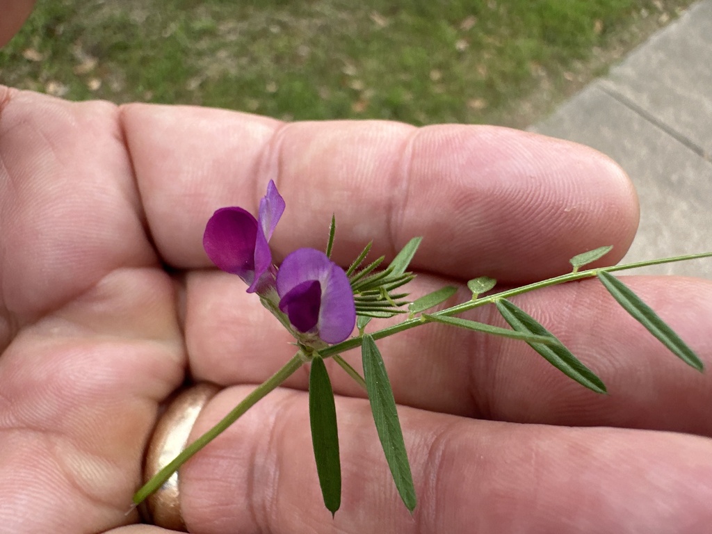 Common Vetch from Old Manchaca Rd, Austin, TX, US on March 12, 2024 at ...