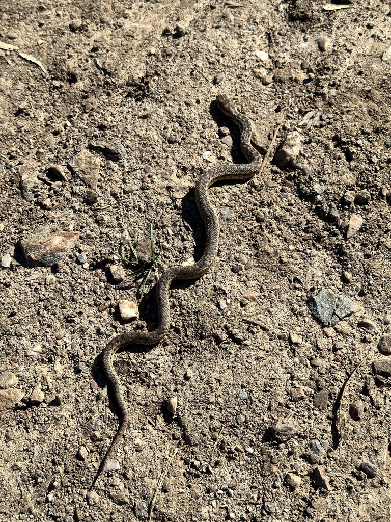 San Diego Gopher Snake from Santa Catalina Island, Avalon, CA, US on ...