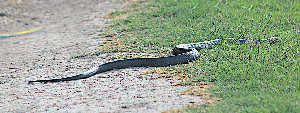 Texas Indigo Snake in March 2024 by Stephen Whitmer · iNaturalist