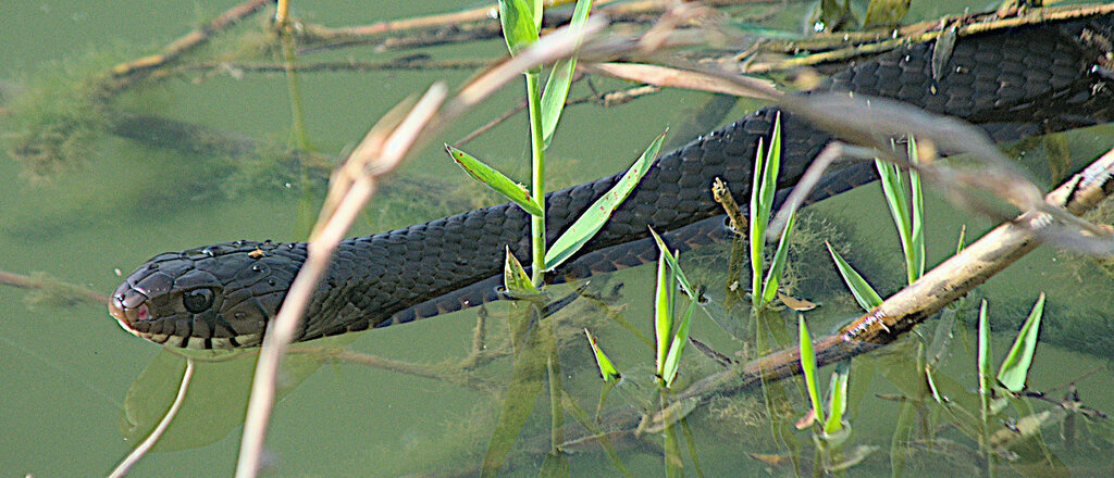 Texas Indigo Snake in March 2024 by Stephen Whitmer · iNaturalist