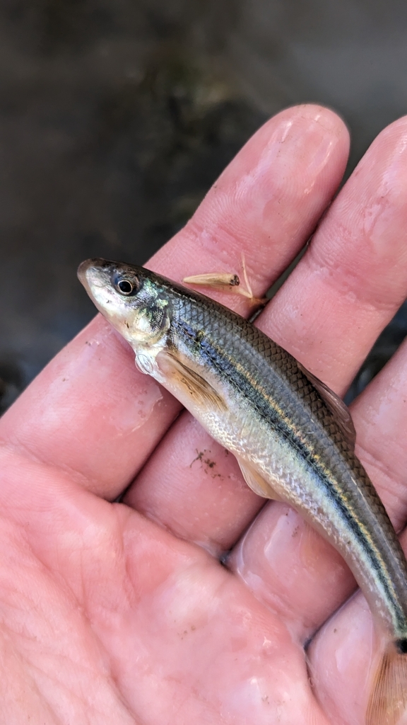 Suckermouth Minnow from Linden Hills and Indian Heights, Kansas City ...