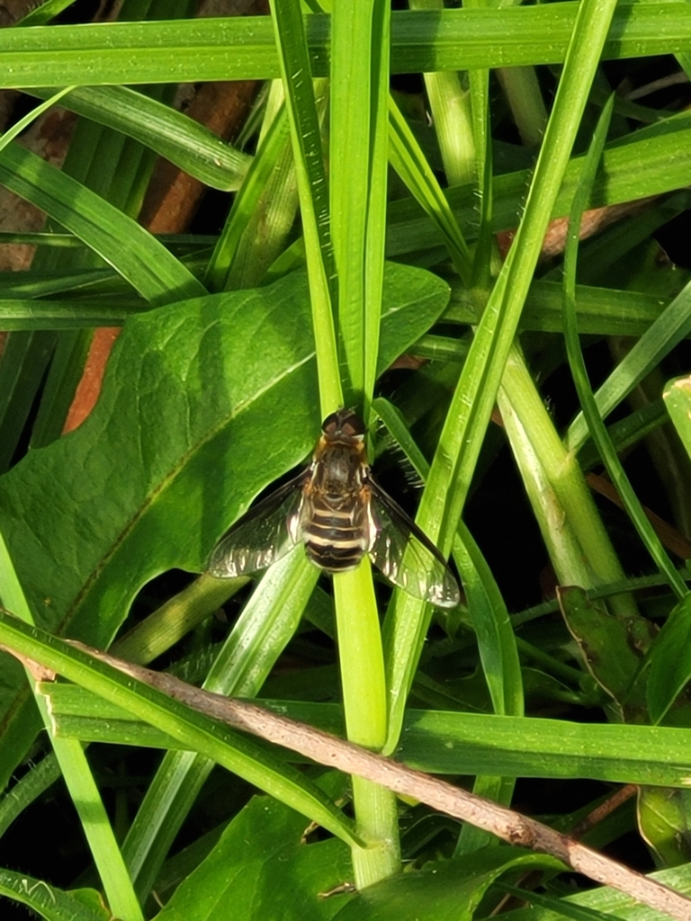 banded bee flies from Rosebud VIC 3939, Australia on January 30, 2024 ...