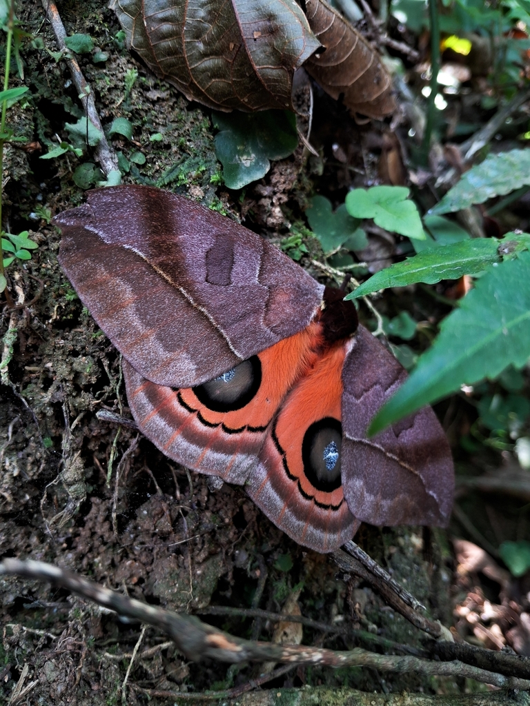 Automeris illustris from Agronomia, Porto Alegre - RS, Brasil on ...