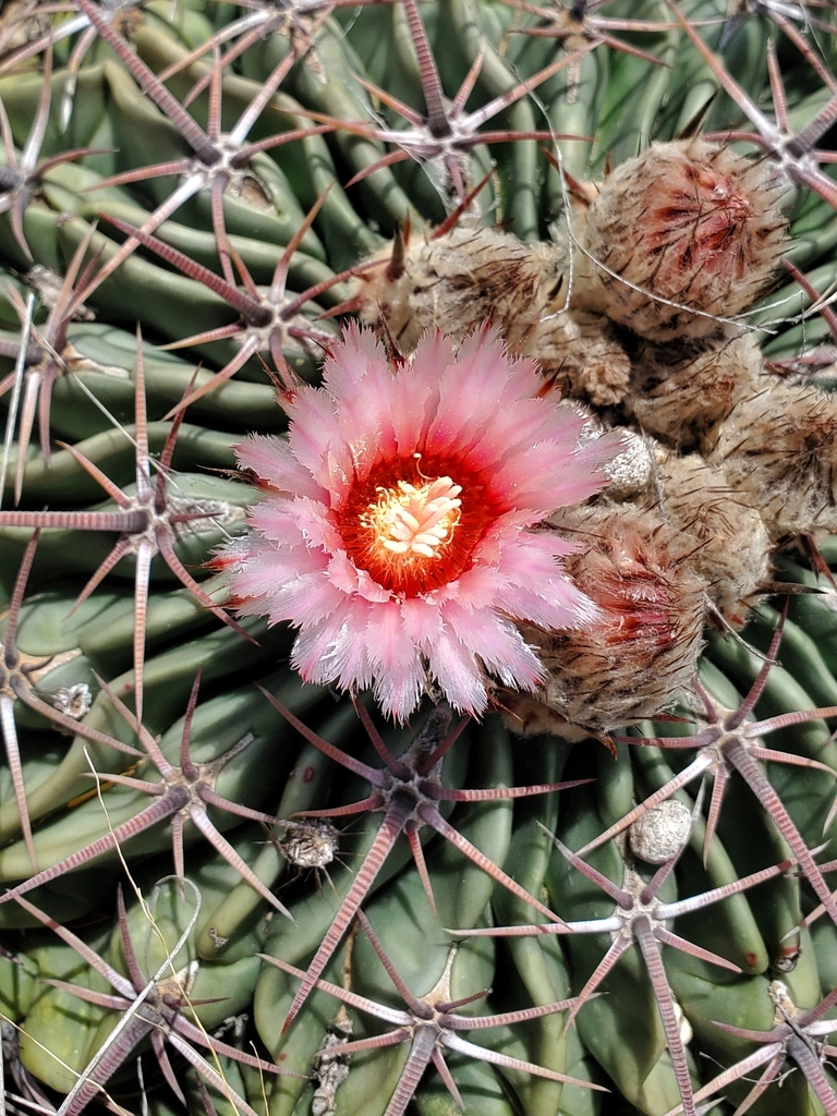 Horse Crippler Cactus from Comstock, TX 78837, USA on March 12, 2024 at ...