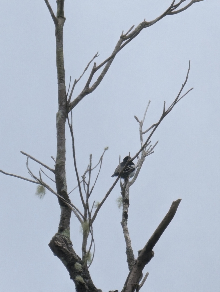 Polynesian Triller from Siumu, WS-TU, WS on March 13, 2024 at 10:32 AM ...