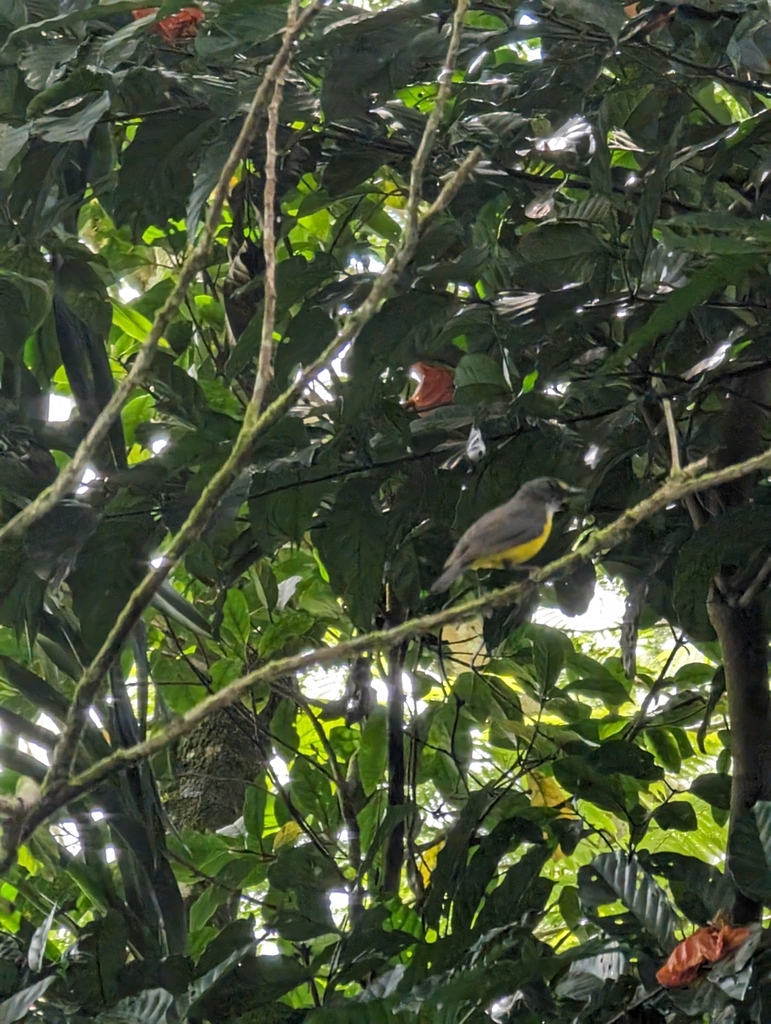 Samoan Whistler from Tuamasaga, Samoa on March 13, 2024 at 09:40 AM by ...