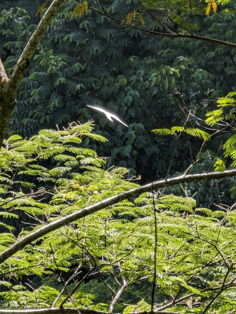 White Tern from Tuamasaga, Samoa on March 13, 2024 at 08:46 AM by Ben ...