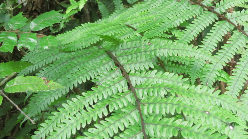 Lime Fern from The Brook, Nelson 7010, New Zealand on March 9, 2024 at ...