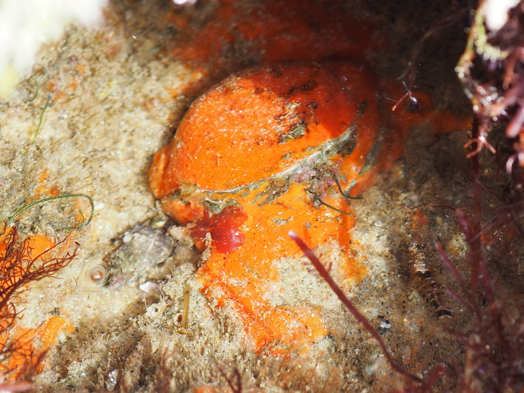 Microcionidae from Orange County, CA, USA on March 10, 2024 at 05:21 PM ...