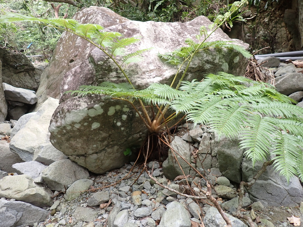 Flying Spider Monkey Tree Fern from 952台灣台東縣蘭嶼鄉 on March 6, 2024 at 02: ...