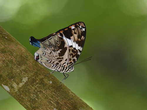 Prothoe semperi · iNaturalist United Kingdom