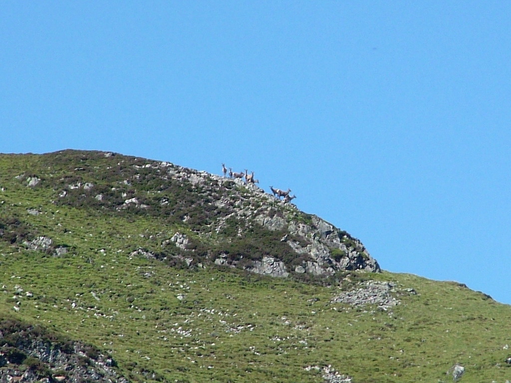 Red Deer from Aberdeenshire, UK on June 6, 2007 at 11:06 AM by Thomas ...