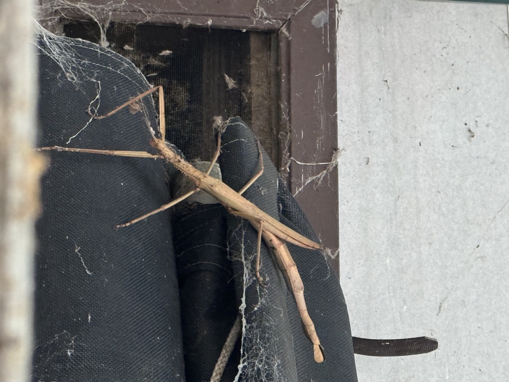 Giant Spiny Acrophylla from Engel Ave, Karuah, NSW, AU on March 13 ...