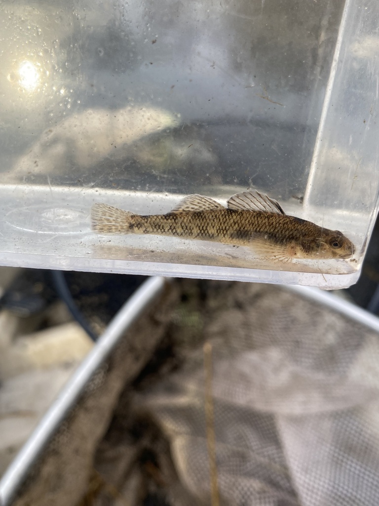 Johnny Darter in March 2024 by eecm · iNaturalist