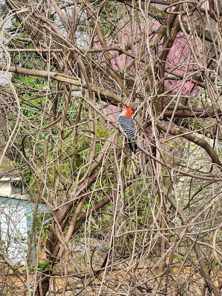 Red-bellied Woodpecker from Rockville, MD 20851, USA on March 13, 2024 ...