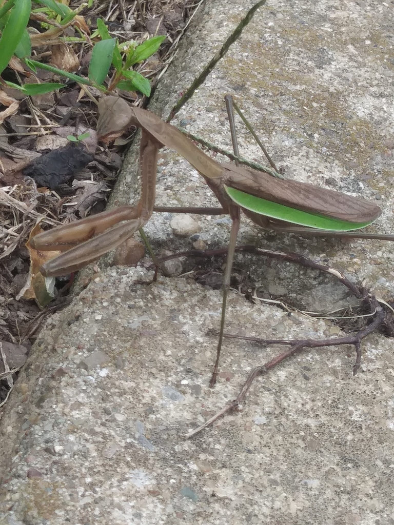 Chinese Mantis from Goreville, IL 62939, USA on October 8, 2020 at 02: ...