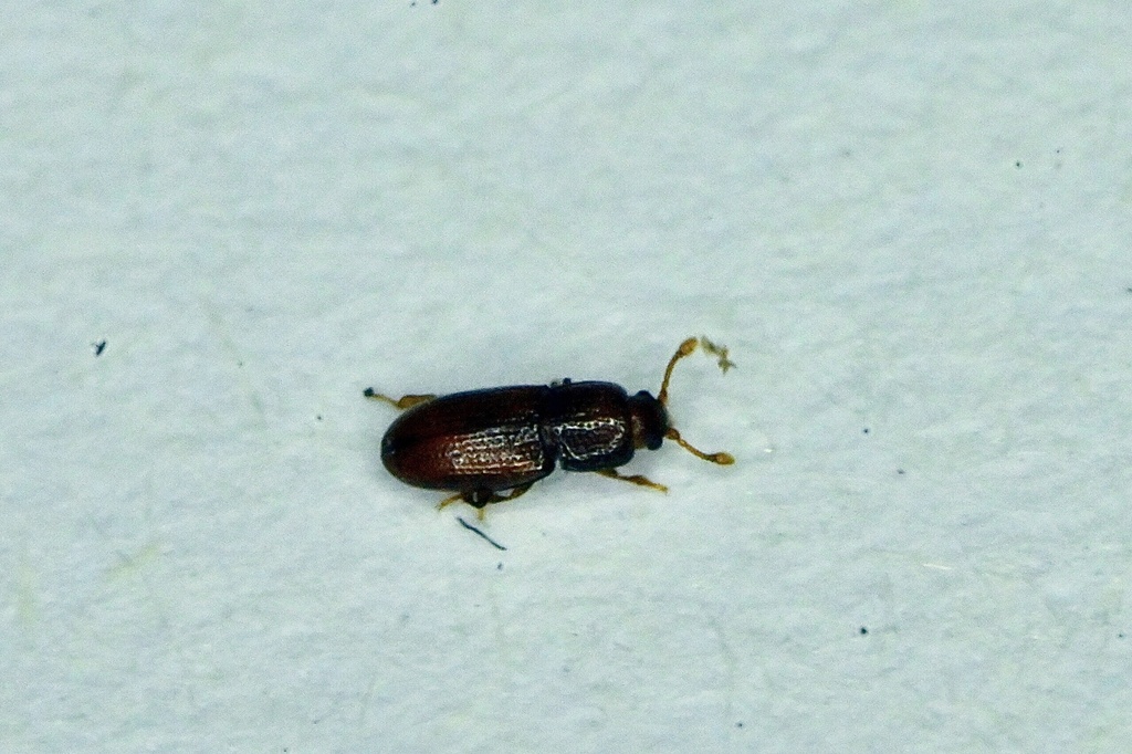 Cucujiform Beetles from 溧阳市, 常州市, 江苏省, CN on March 13, 2024 at 10:54 PM ...