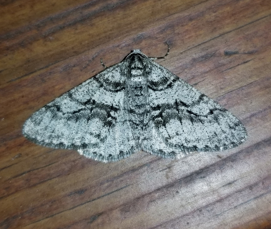 Half-wing Moth from Fentress County, TN, USA on March 13, 2024 at 08:58 ...