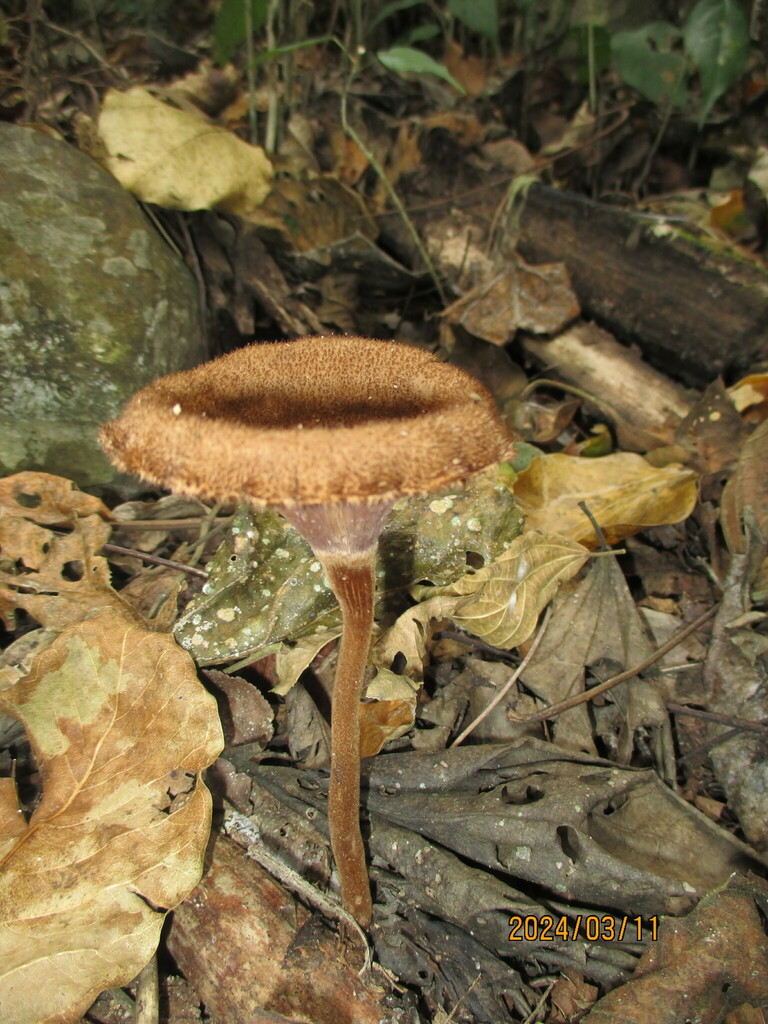 Panus from San Fernando, Chis., México on March 11, 2024 at 12:04 PM by ...