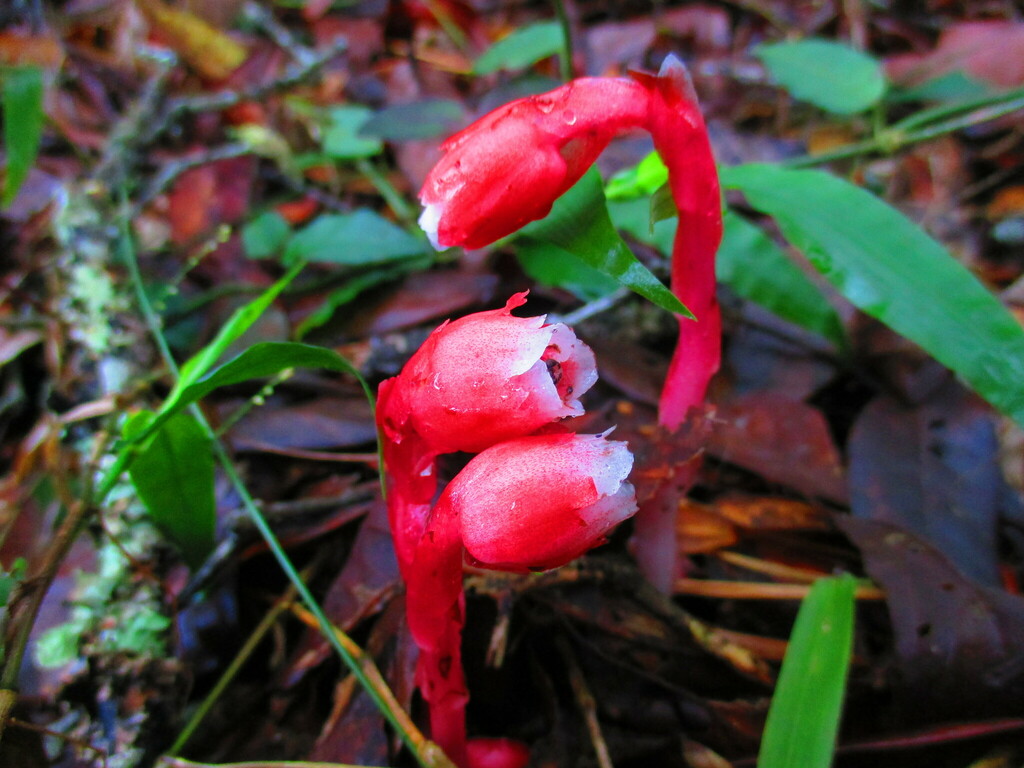 red Indian pipe from Parque educativo Laguna Bélgica, Chiapas 83, 29143 Chis., México on January ...