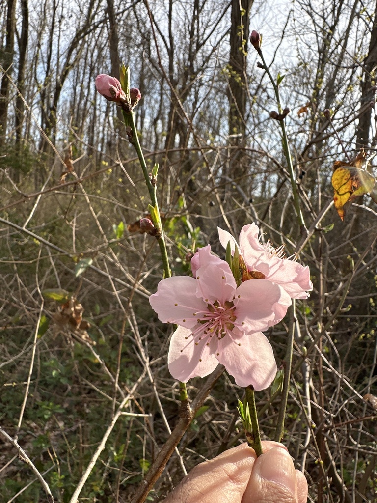 wild cherry from Telegraph Rd, Alexandria, VA, US on March 13, 2024 at ...