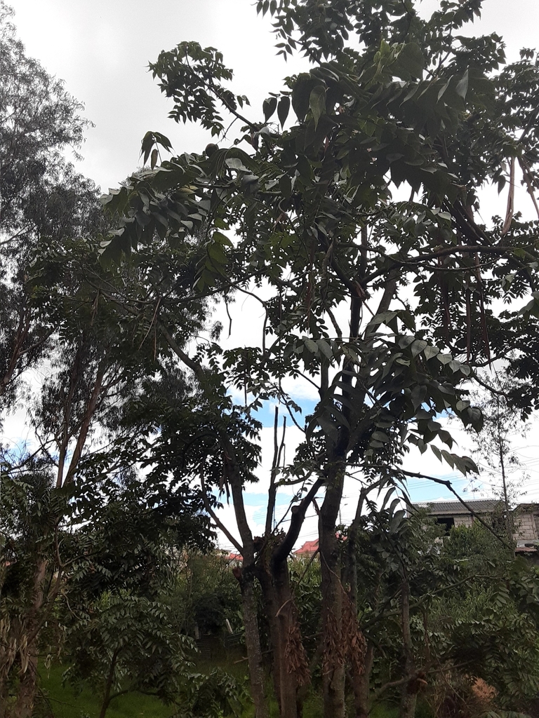 Andean Walnut in March 2024 by Driada Maca · iNaturalist