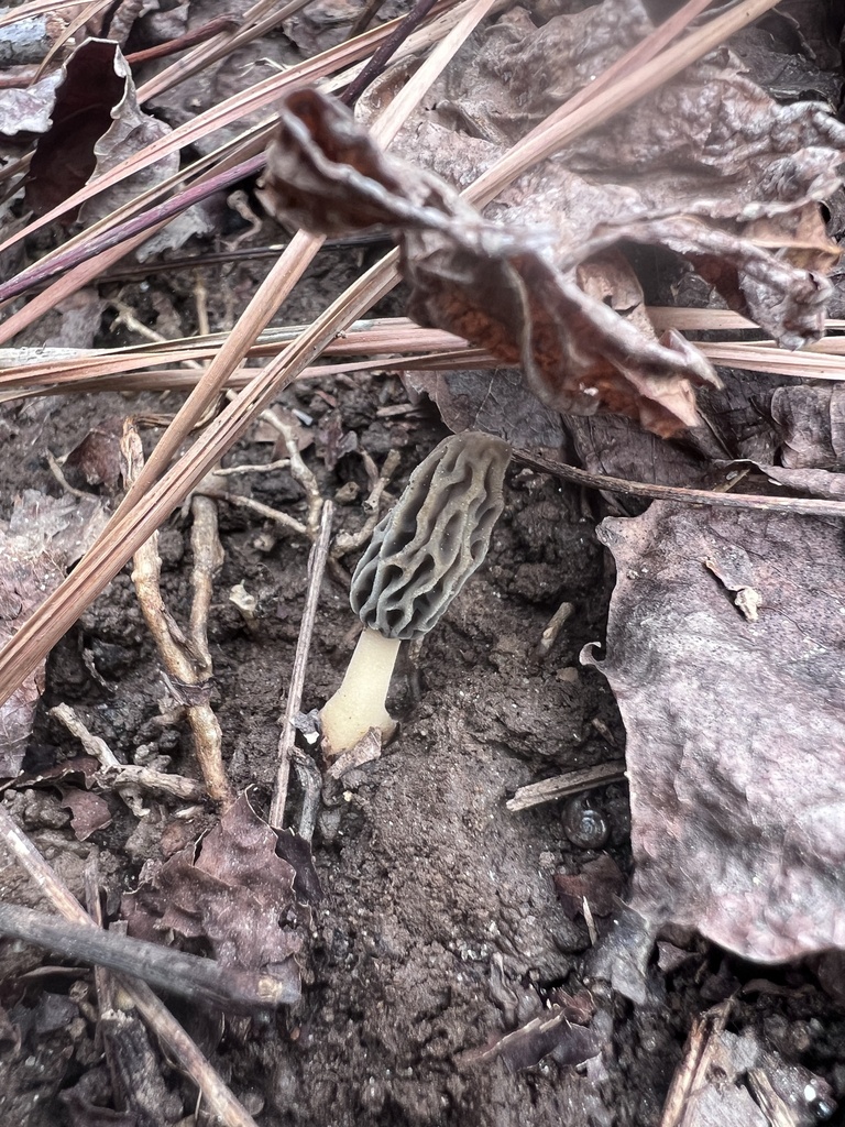 MyCoPortal Detailed Collection Record Information