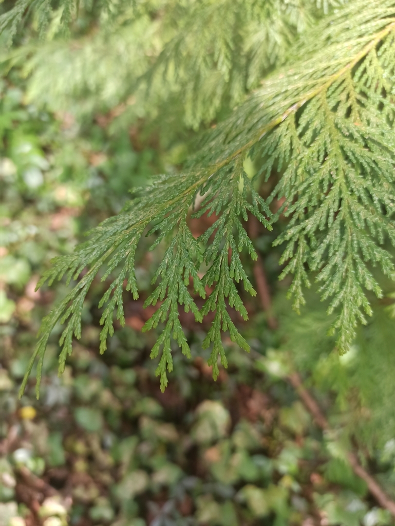 western redcedar from Collins View, Portland, OR 97219, USA on March 13 ...