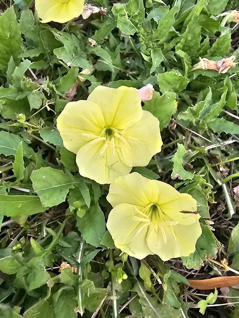 Stemless Evening Primrose from Watauga, TX, USA on March 13, 2024 at 07 ...