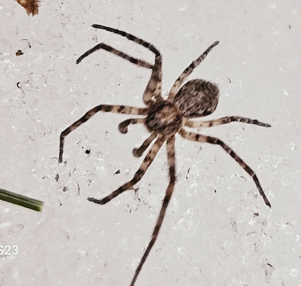 Turf Running Spider from Redmondville 7 on March 13, 2024 at 05:32 PM ...