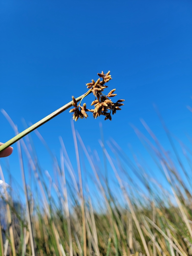 California bulrush from Okeechobee County, FL, USA on February 20, 2024 ...