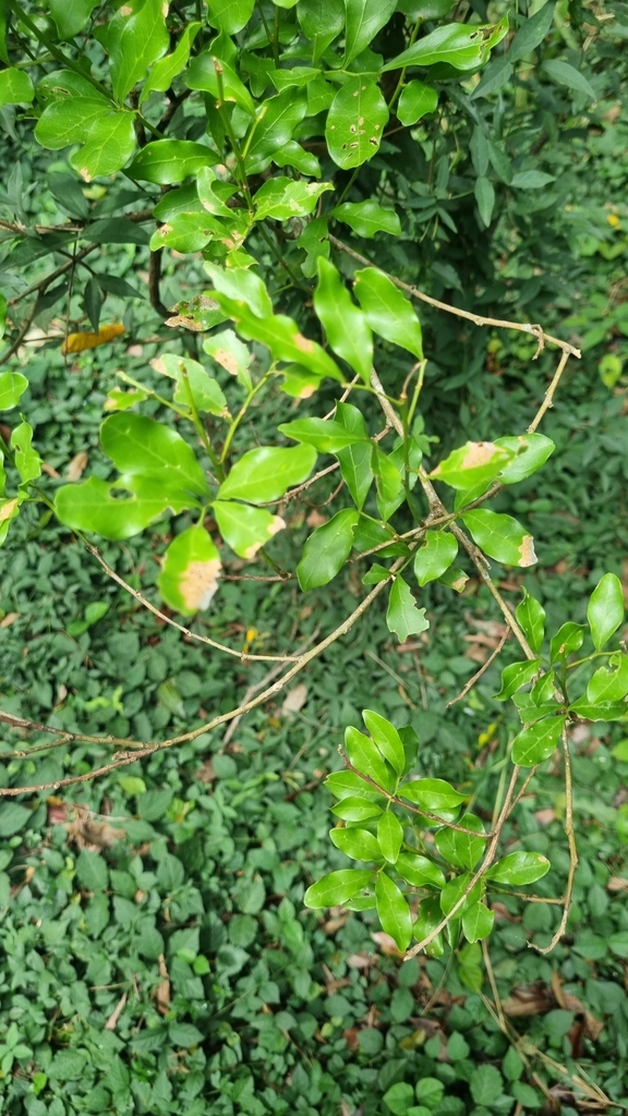 brush teak from Greens Creek QLD 4570, Australia on March 14, 2024 at ...