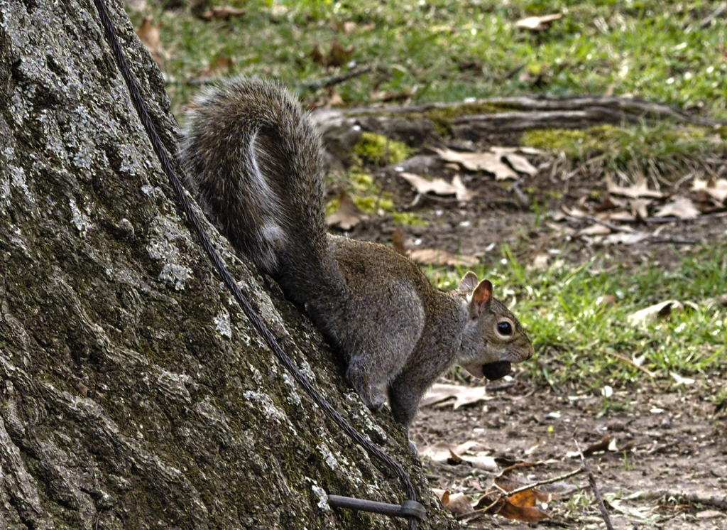 Eastern Gray Squirrel from St. Louis, MO, USA on March 13, 2024 at 10: ...