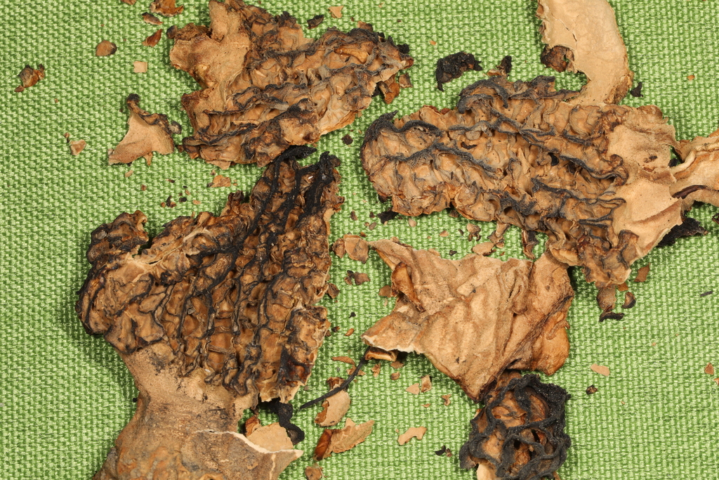 true morels from Strip District, Pittsburgh, PA, USA on March 10, 2024 ...