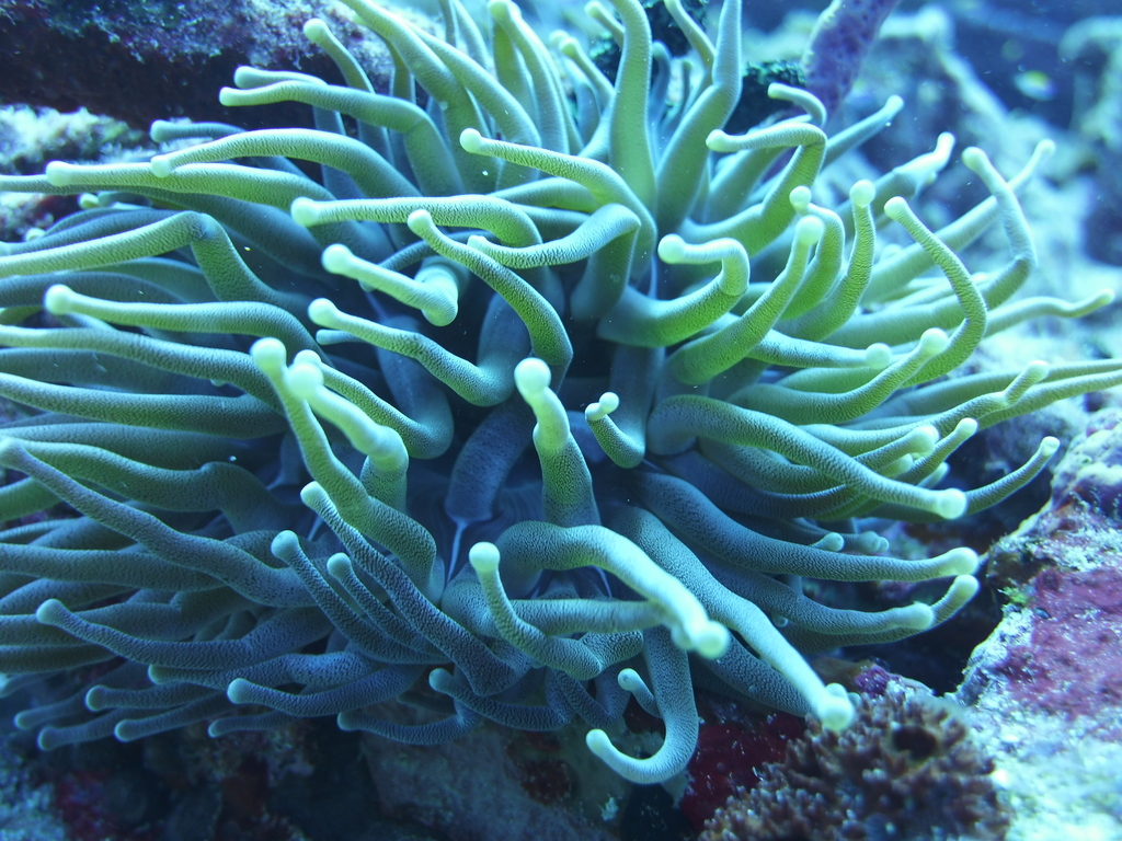 Giant Anemone from Pecio C-58 on April 02, 2019 by Christian Amador Da ...