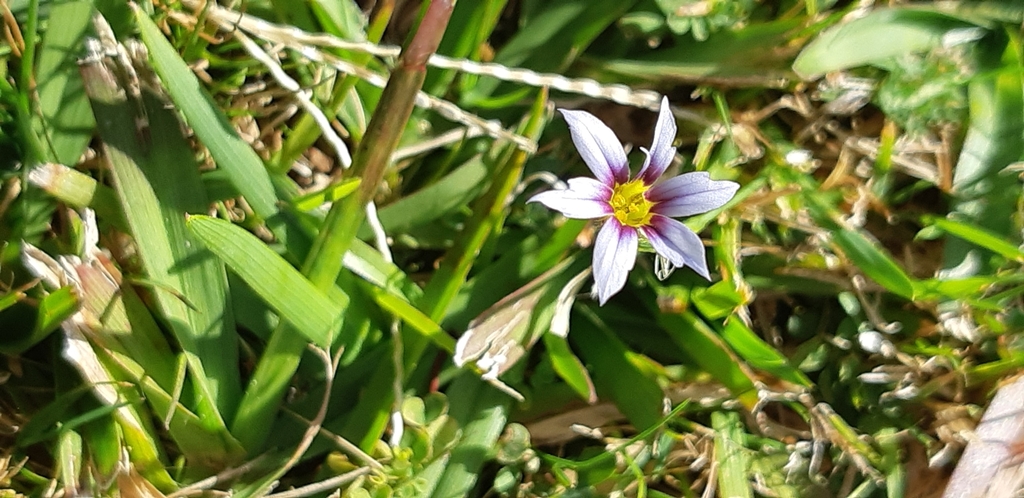 Blue Pigroot from Sunnybrook, Rotorua 3015, New Zealand on March 11 ...